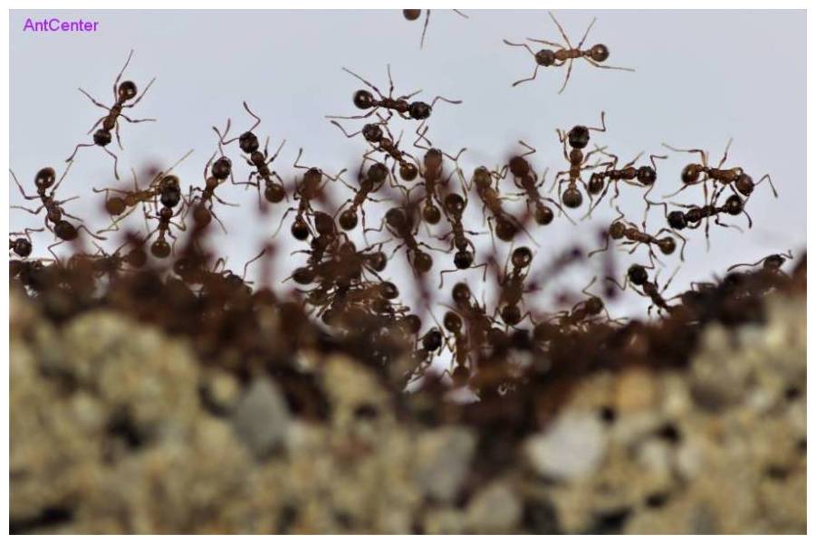Myrmica sp. – Czerwone Mrówki do Hodowli - Antcenter - Antcenter