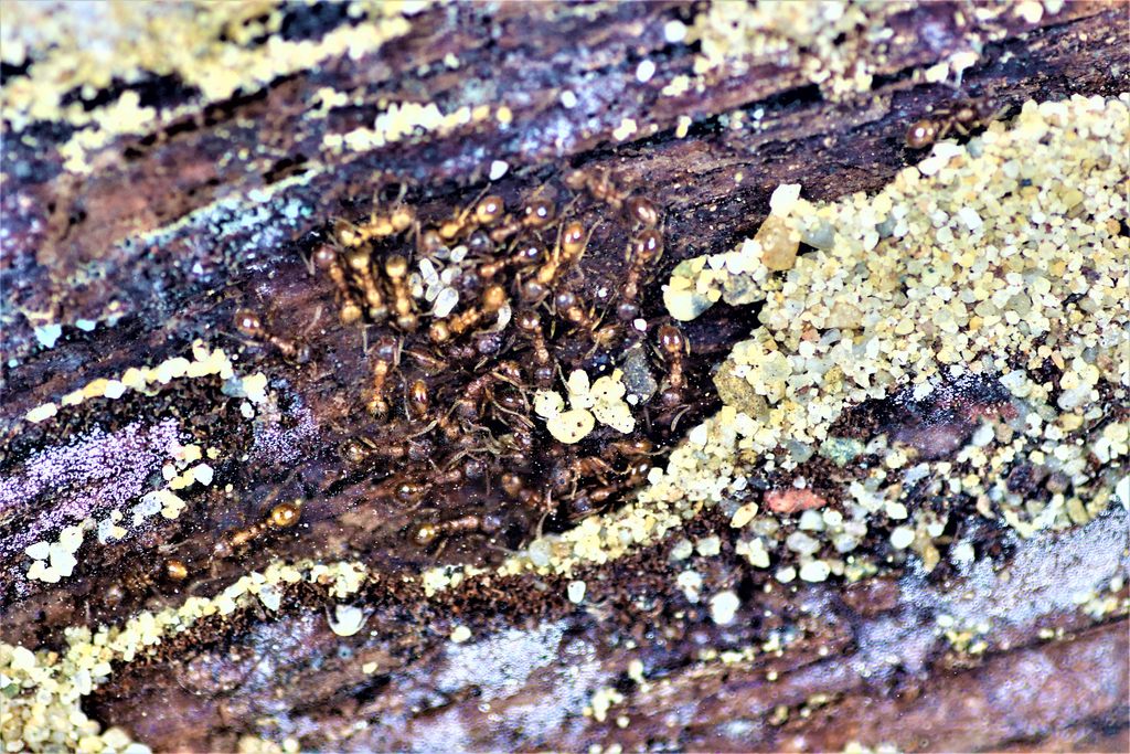 Myrmica sp. – Czerwone Mrówki do Hodowli - Antcenter - Antcenter